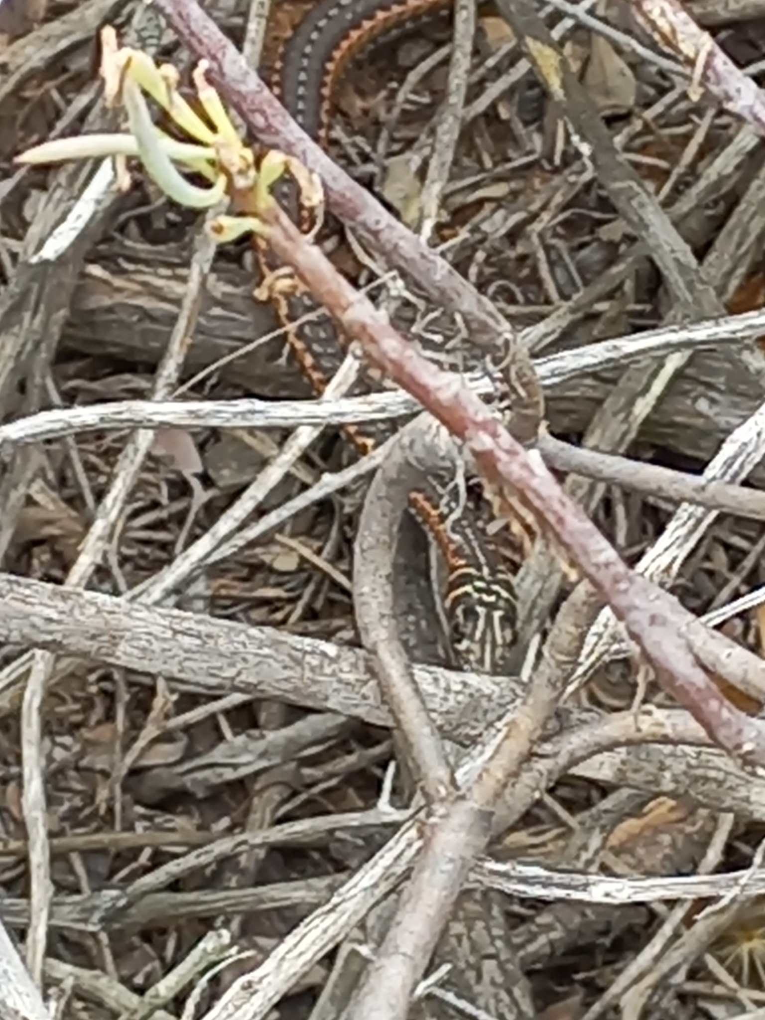 Psammophis leightoni Boulenger, 1902