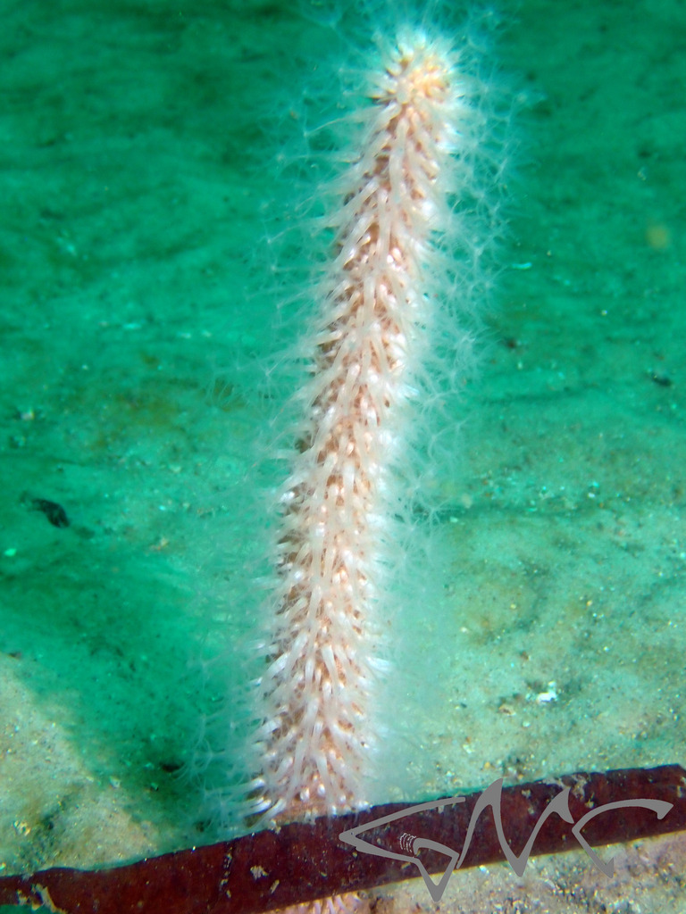 Cavernularia from Fly Point Dive on December 12, 2022 at 11:08 AM by ...