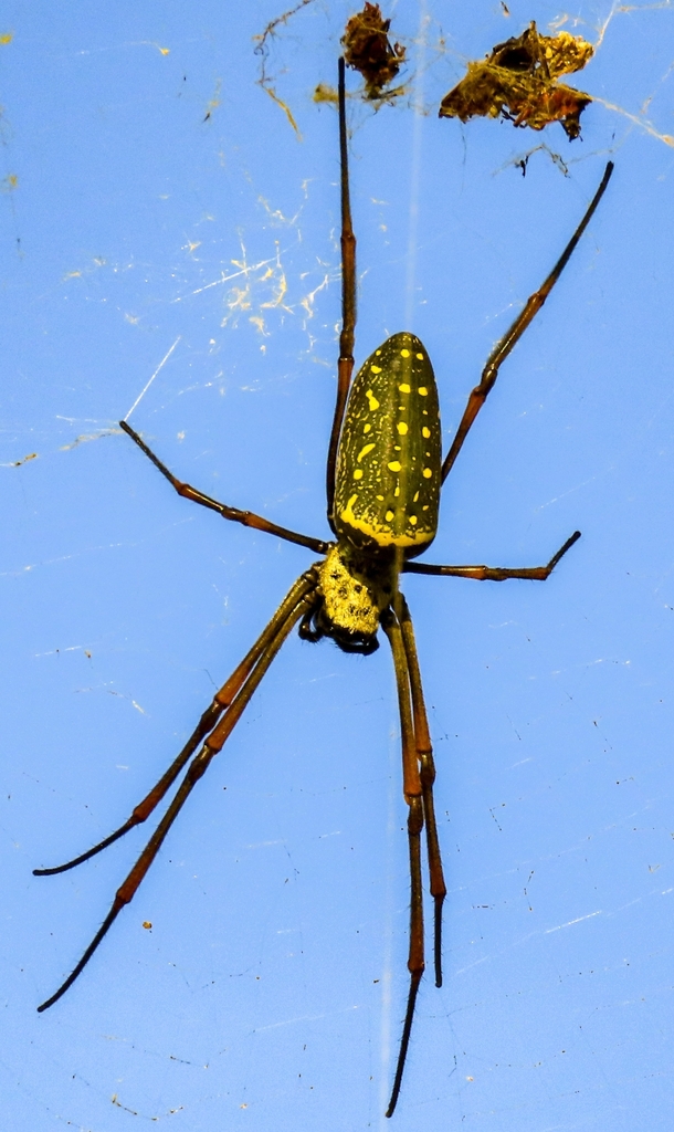 Batik Golden Web Spider from Khao Mai Keao Reservation Park on December ...