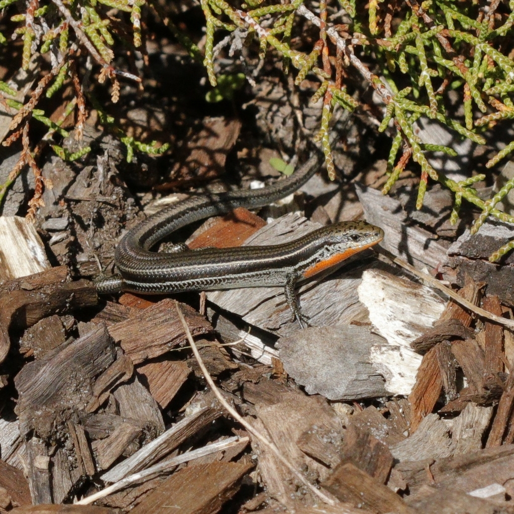 Eastern Three-lined Skink from Cranbourne VIC 3977, Australia on ...