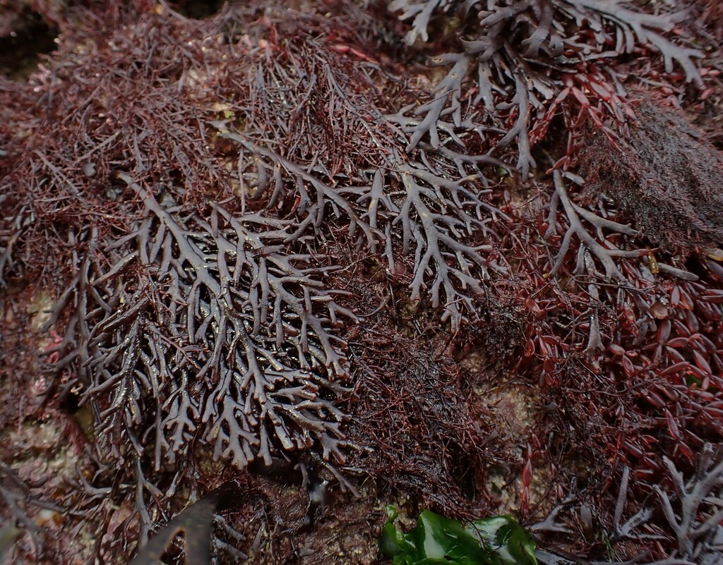 Pepper Dulse from Saint Berlade, JE on December 10, 2022 at 01:38 PM by ...