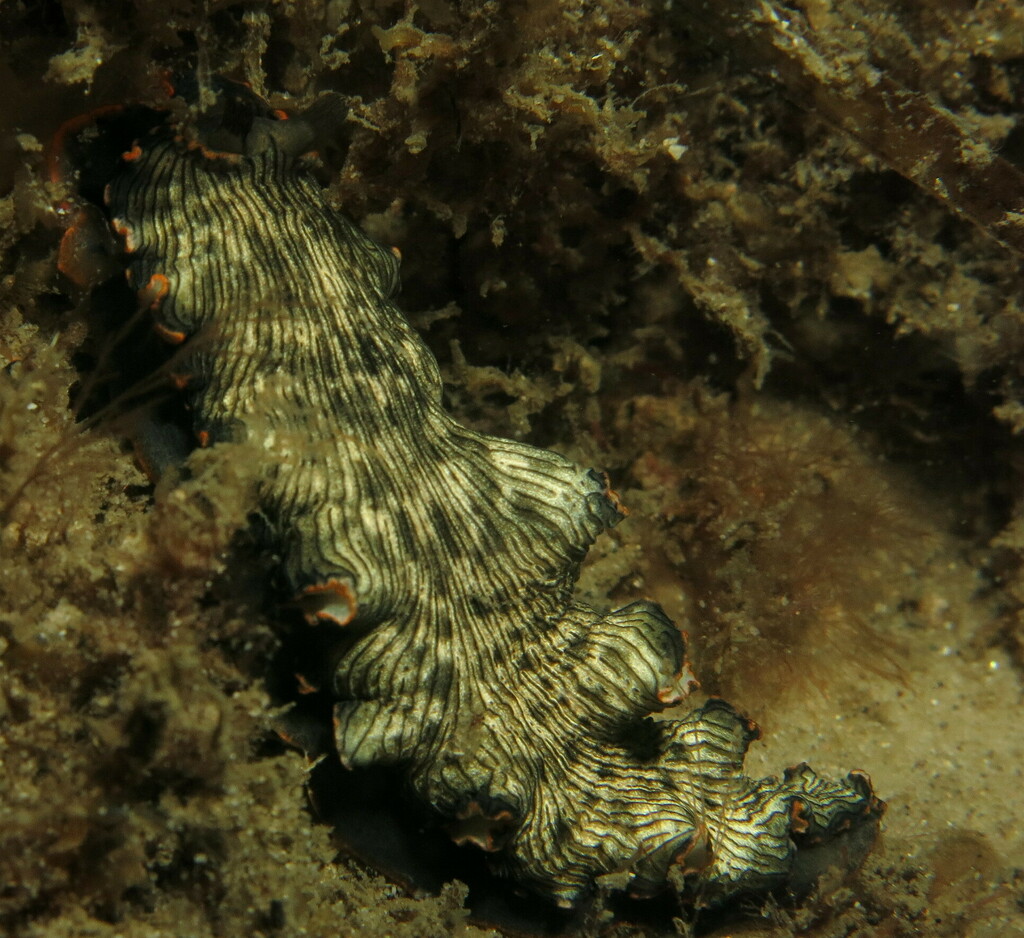 Dermatobranchus from Port Stephens NSW 2319, Australia on December 10 ...