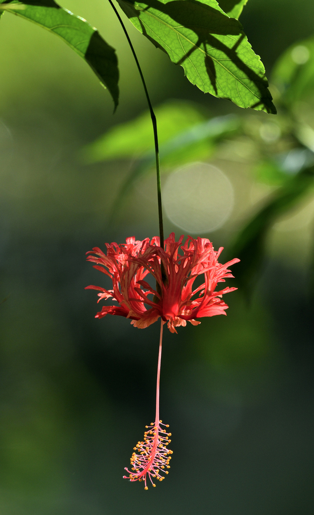 Spider Hibiscus (Hibiscus schizopetalus) - Botanical Realm