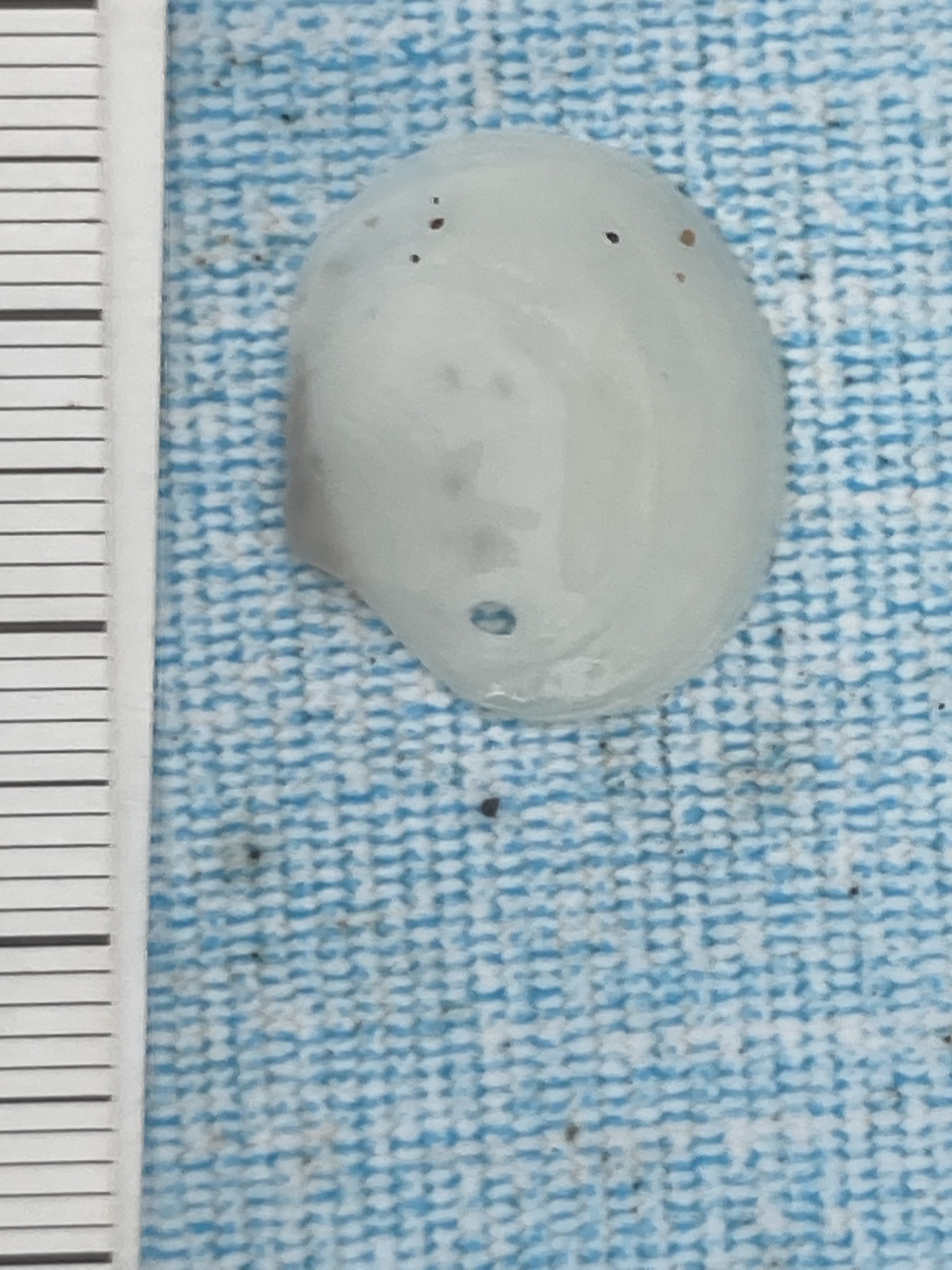 Diplodonta Bronn, 1831