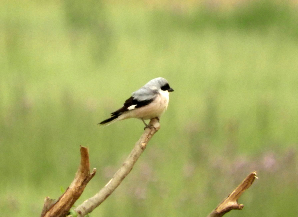 Lesser Grey Shrike from 5371 Ravenstein, Nederland on June 15, 2018 at ...
