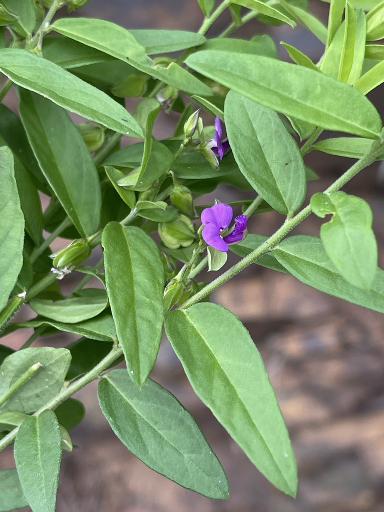 Polygala serpentaria (Polygala species of Mpumalanga and Limpopo ...