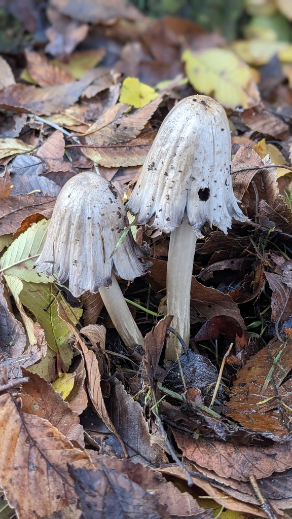 Common Ink Cap from Lugo, España on December 15, 2022 at 12:14 PM by ...