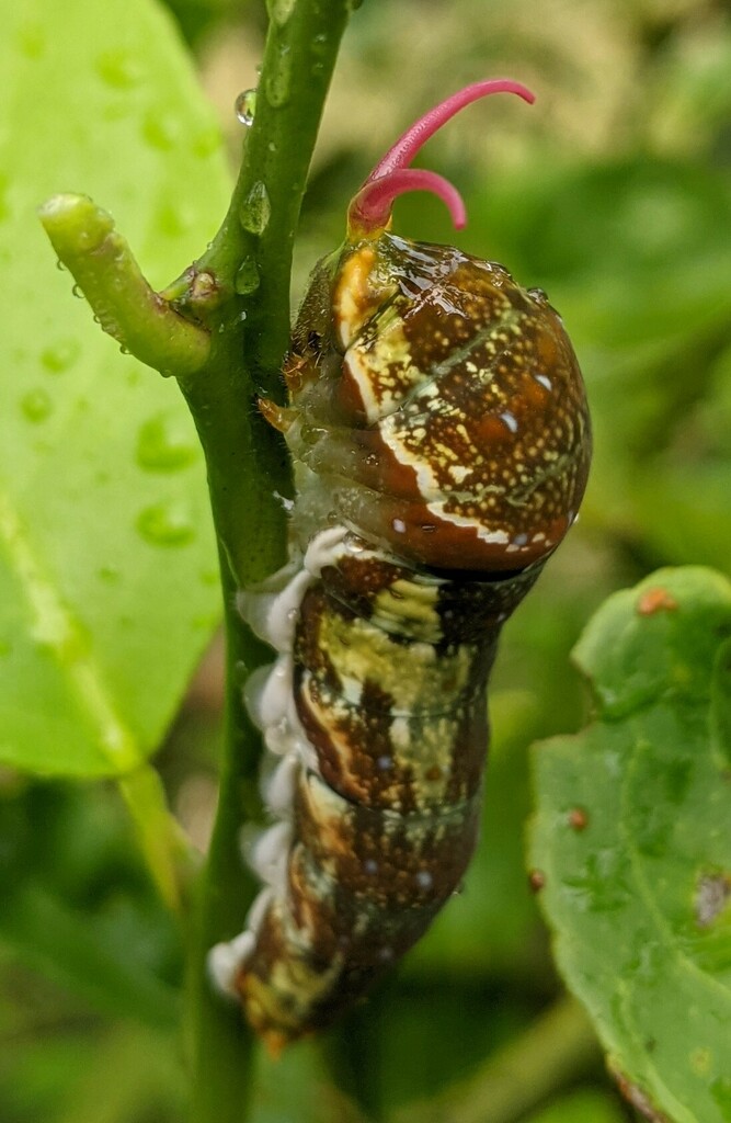 Fuscous Swallowtail from Black Mountain QLD 4563, Australia on December ...