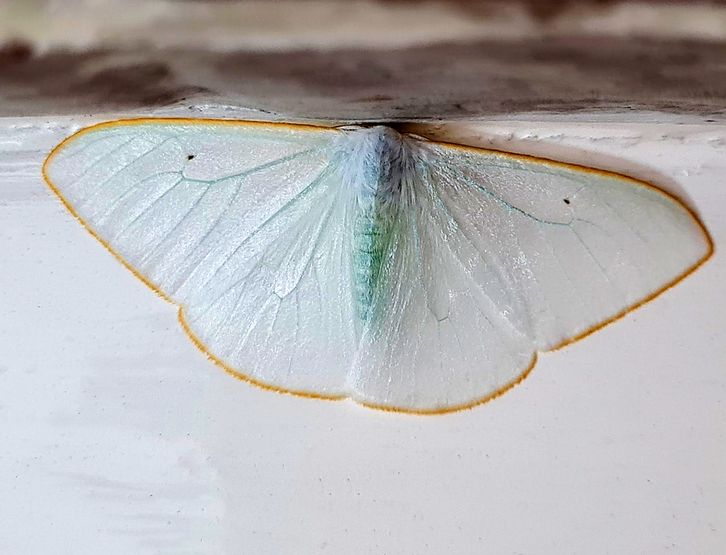 Butterflies and Moths from Upper Sichey, Gangtok, Sikkim, India on June ...