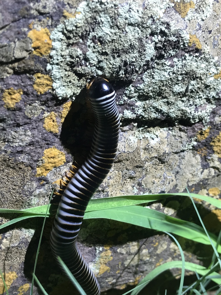 Zebra Songololo from Makhado, Louis Trichardt, LP, ZA on December 6 ...