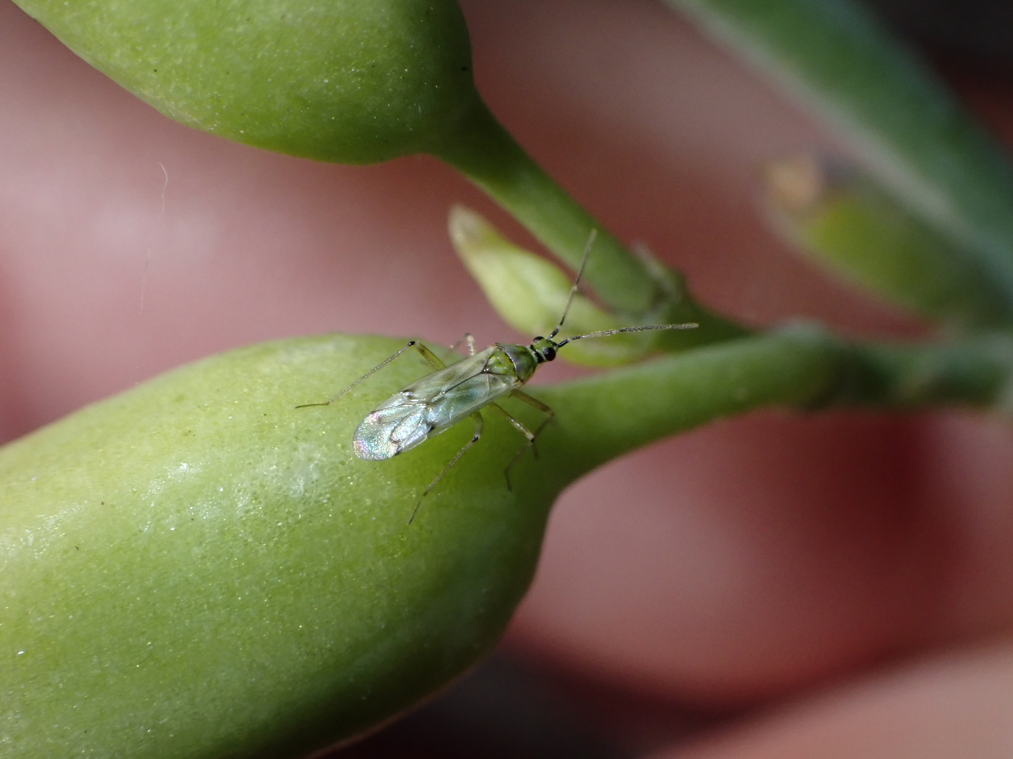 Nesidiocoris tenuis (Reuter, 1895)