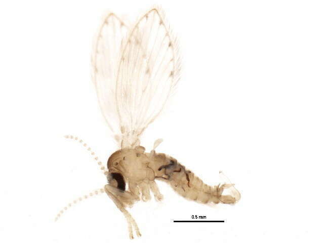 Psychoda alternata (Diptera (flies) of the Chagos Archipelago ...
