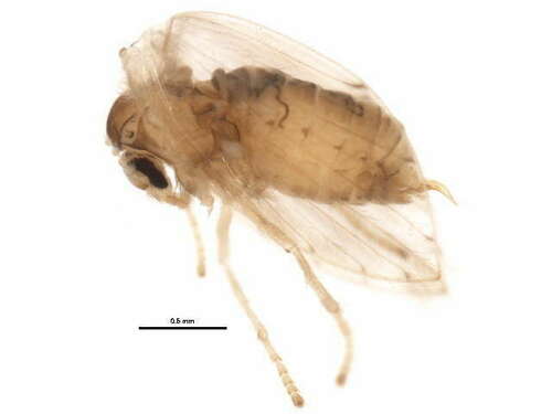 Psychoda alternata (Diptera (flies) of the Chagos Archipelago ...