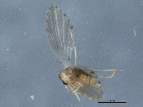 Psychoda alternata (Diptera (flies) of the Chagos Archipelago ...