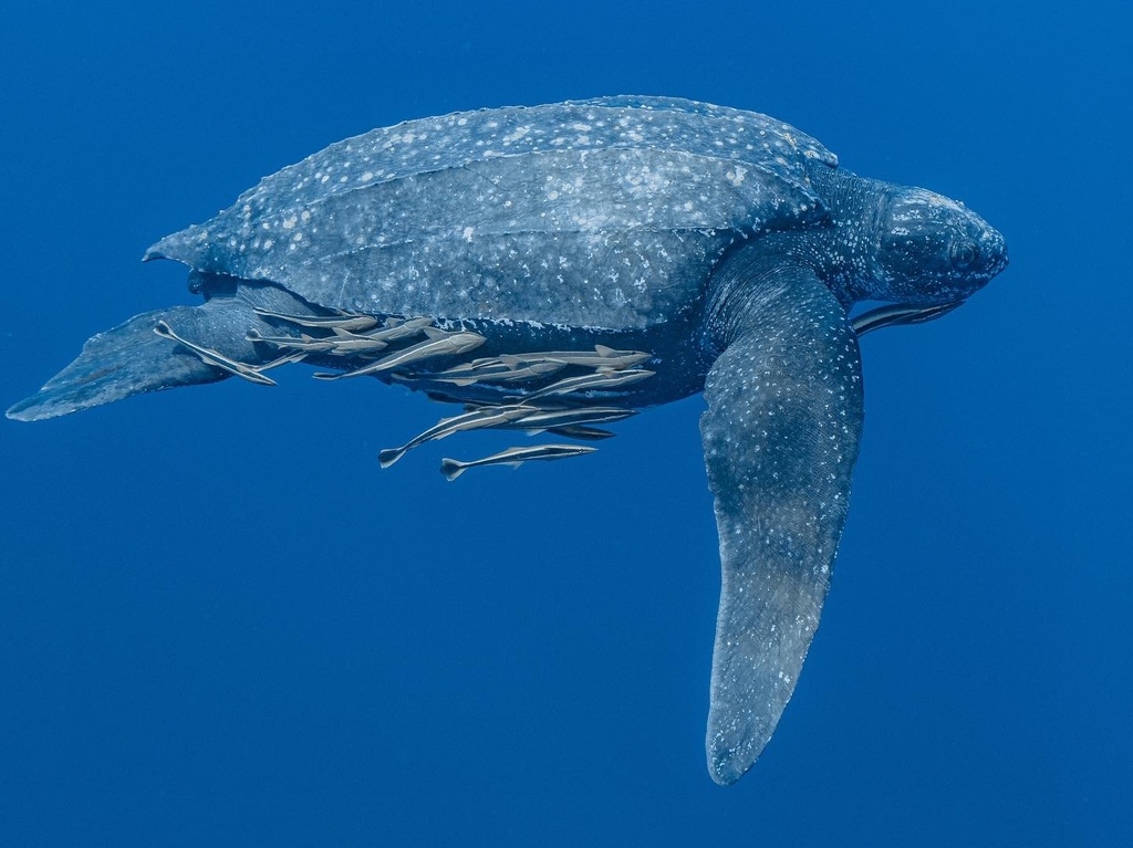 Leatherback Sea Turtle (Dermochelys coriacea) - Marine Life Identification