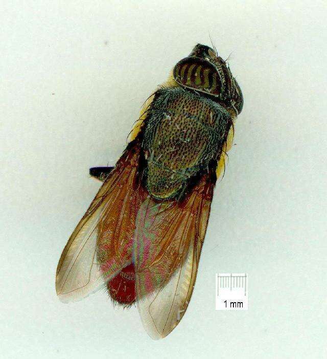 Rhinia apicalis (Diptera (flies) of the British Indian Ocean Territory ...