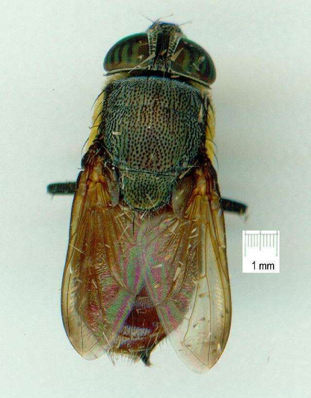 Rhinia apicalis (Diptera (flies) of the British Indian Ocean Territory ...