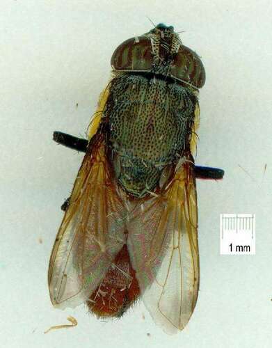 Rhinia apicalis (Diptera (flies) of the British Indian Ocean Territory ...