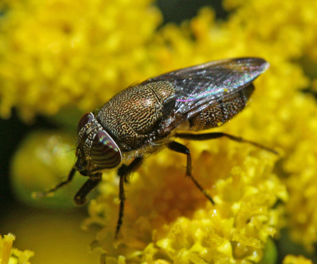 Rhinia apicalis (Diptera (flies) of the British Indian Ocean Territory ...