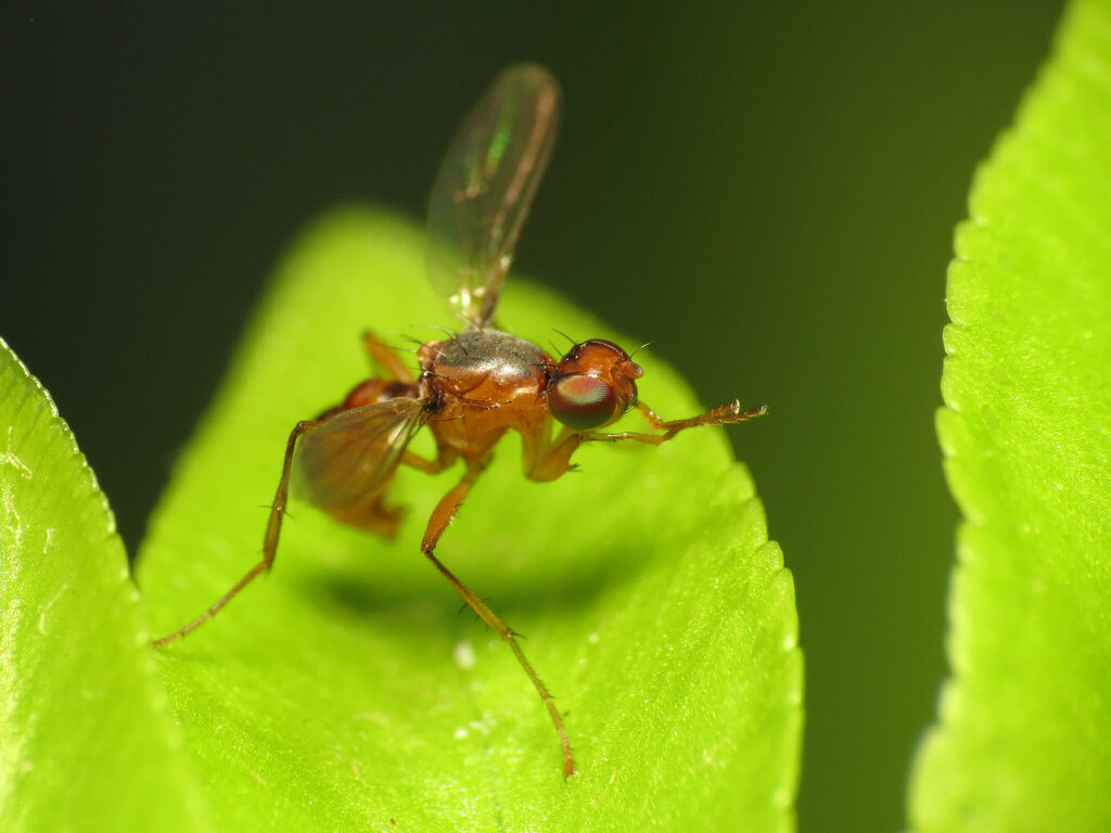 Sepsis lateralis (Diptera (flies) of the British Indian Ocean Territory ...