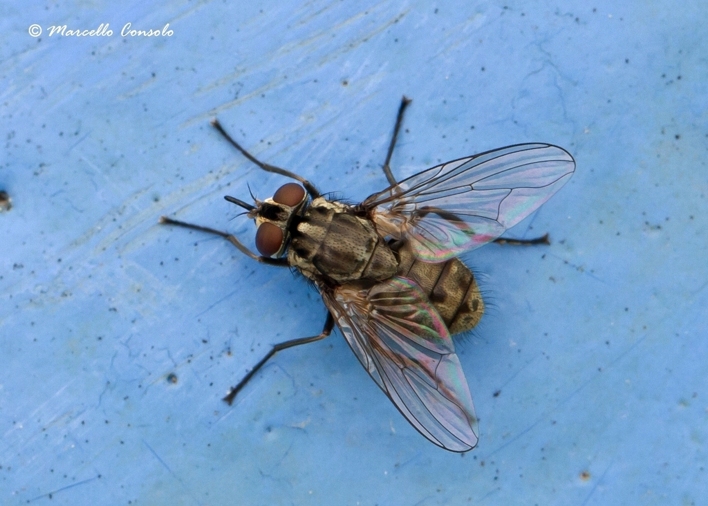 Stable Fly (Diptera (flies) of the Chagos Archipelago) · iNaturalist