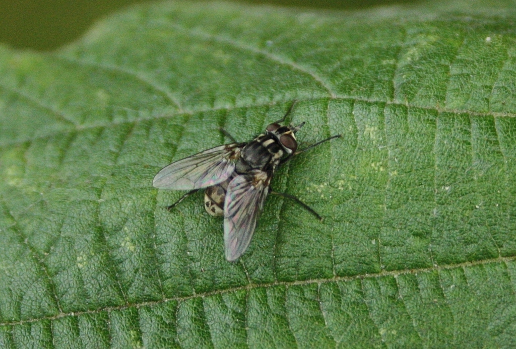 Stable Fly (Diptera (flies) of the Chagos Archipelago) · iNaturalist