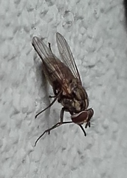Stable Fly (Diptera (flies) of the Chagos Archipelago) · iNaturalist