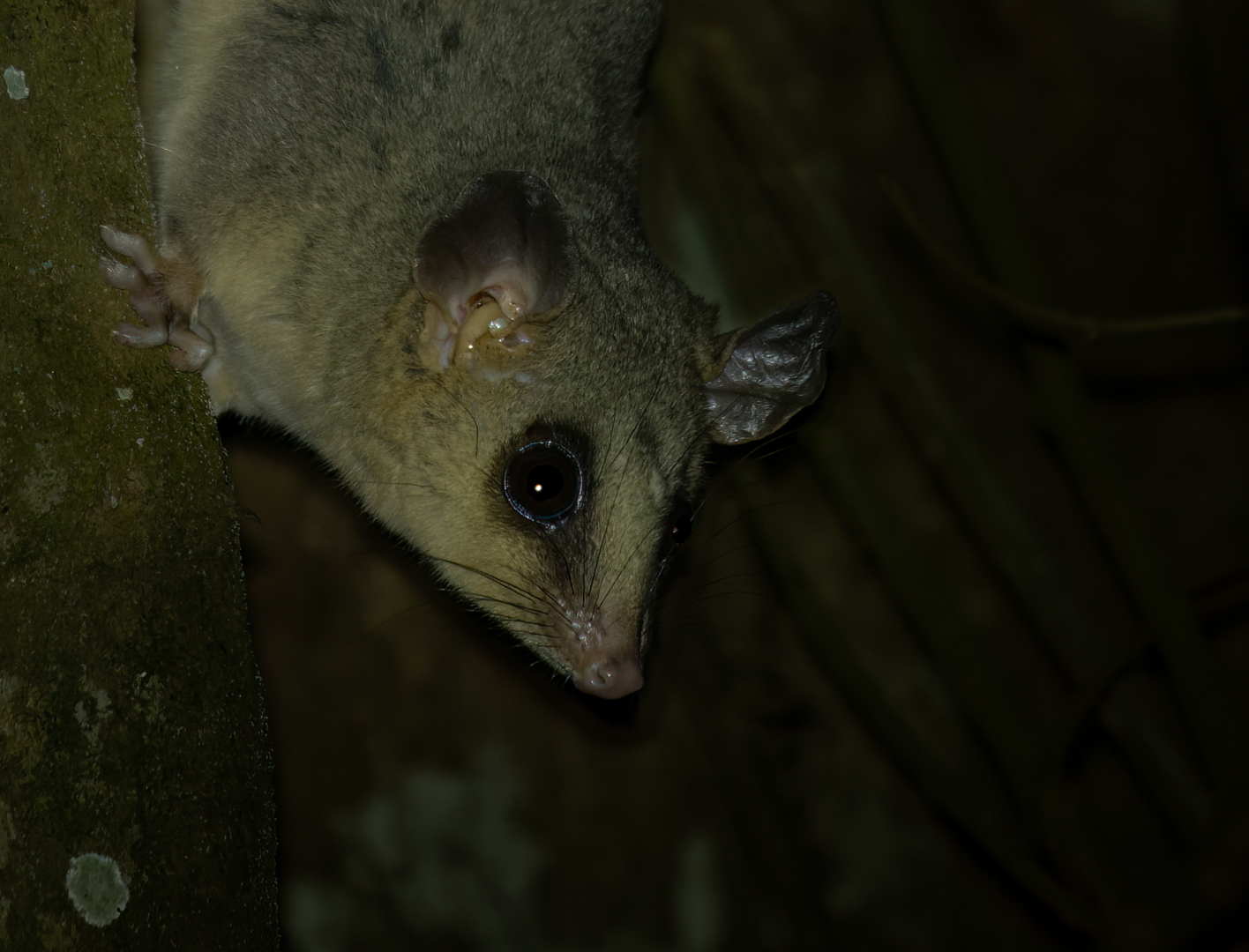 Marmosa paraguayana Tate, 1931