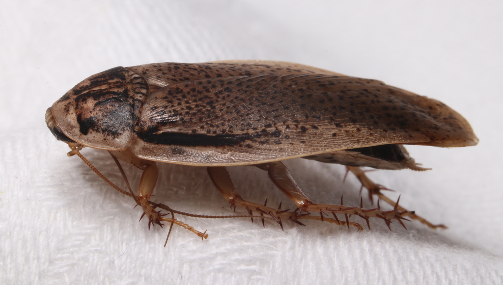 speckled cockroach (Blattodea (cockroaches and termites) of the Chagos ...