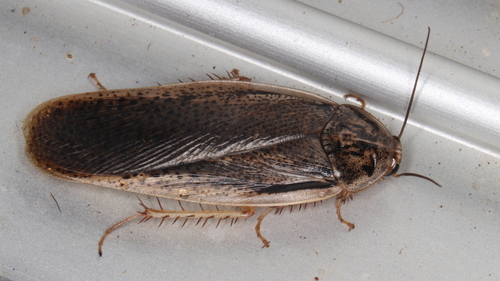 speckled cockroach (Blattodea (cockroaches and termites) of the Chagos ...