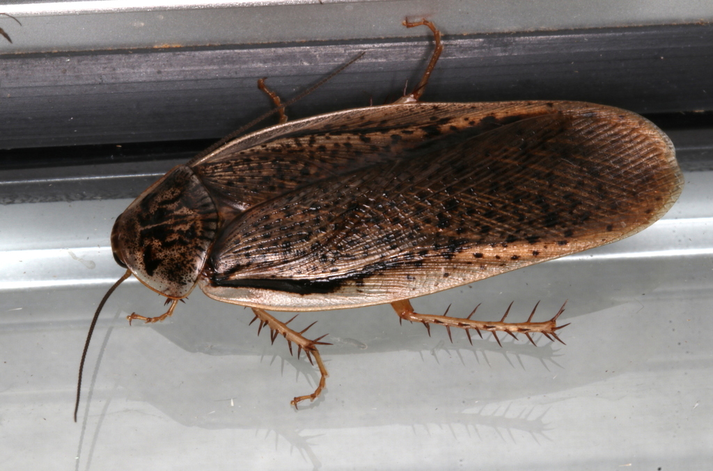 speckled cockroach (Blattodea (cockroaches and termites) of the Chagos ...