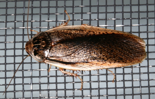 speckled cockroach (Blattodea (cockroaches and termites) of the Chagos ...