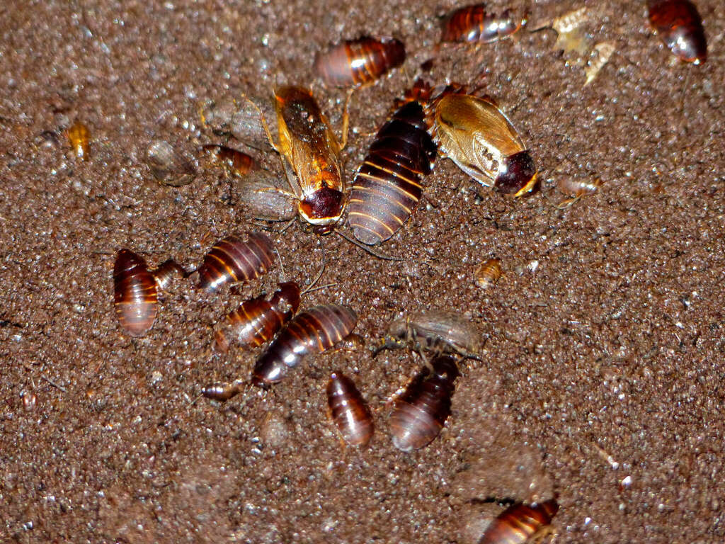 Indian Cockroach (Blattodea (cockroaches and termites) of the Chagos ...