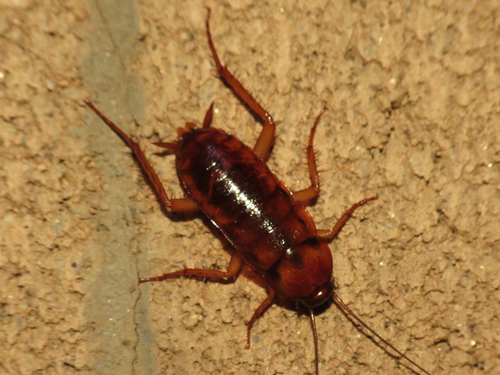 American Cockroach (Blattodea (cockroaches and termites) of the British ...