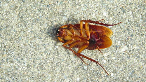 American Cockroach (Blattodea (cockroaches and termites) of the British ...