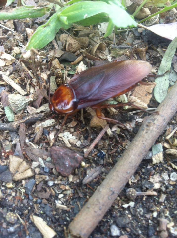 American Cockroach (Blattodea (cockroaches and termites) of the British ...