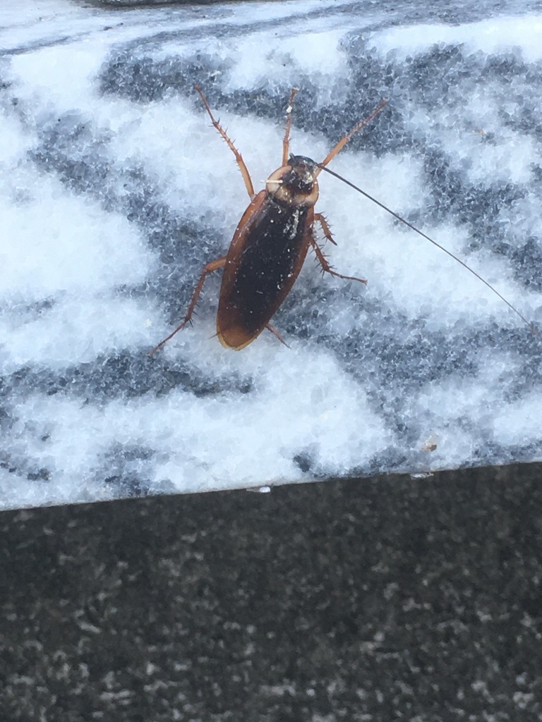American Cockroach (Blattodea (cockroaches and termites) of the British ...