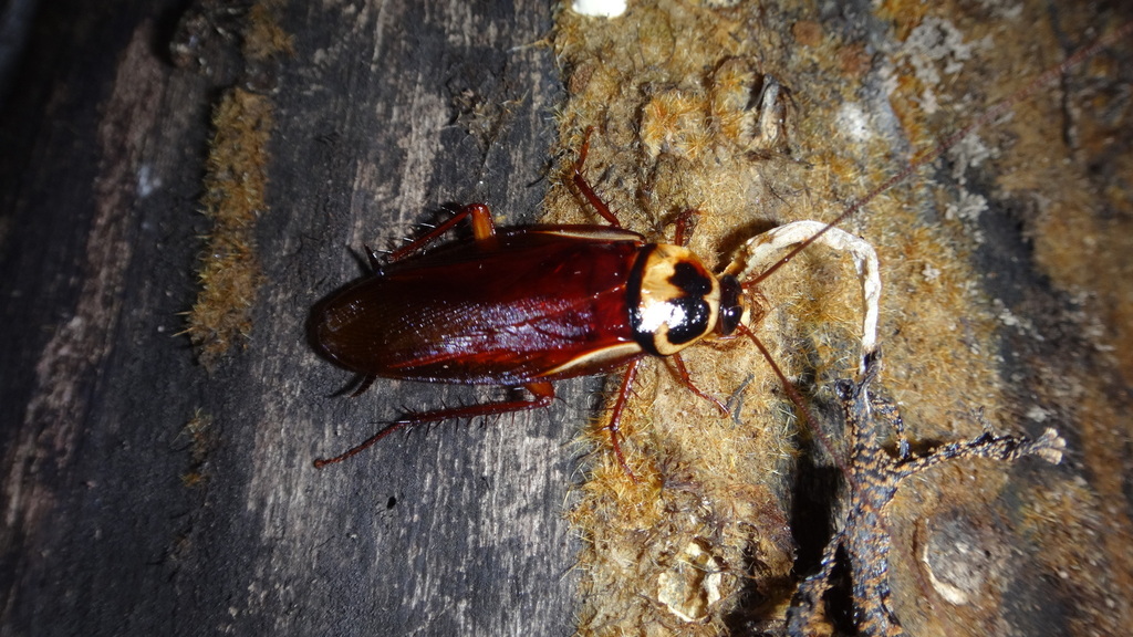 Australian Cockroach (Blattodea (cockroaches and termites) of the ...