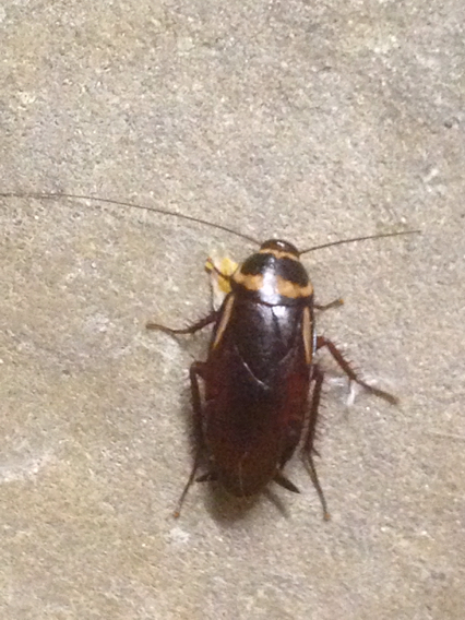 Australian Cockroach (Blattodea (cockroaches and termites) of the ...