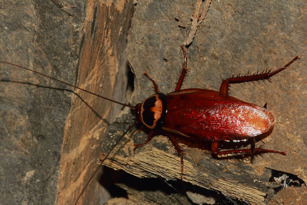 Australian Cockroach (Blattodea (cockroaches and termites) of the ...