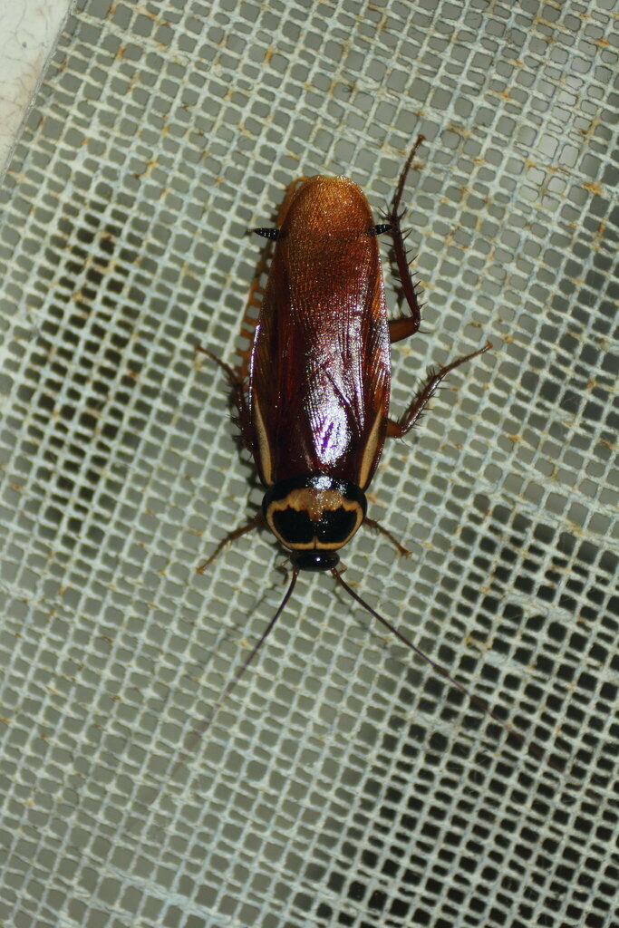 Australian Cockroach (Blattodea (cockroaches and termites) of the ...