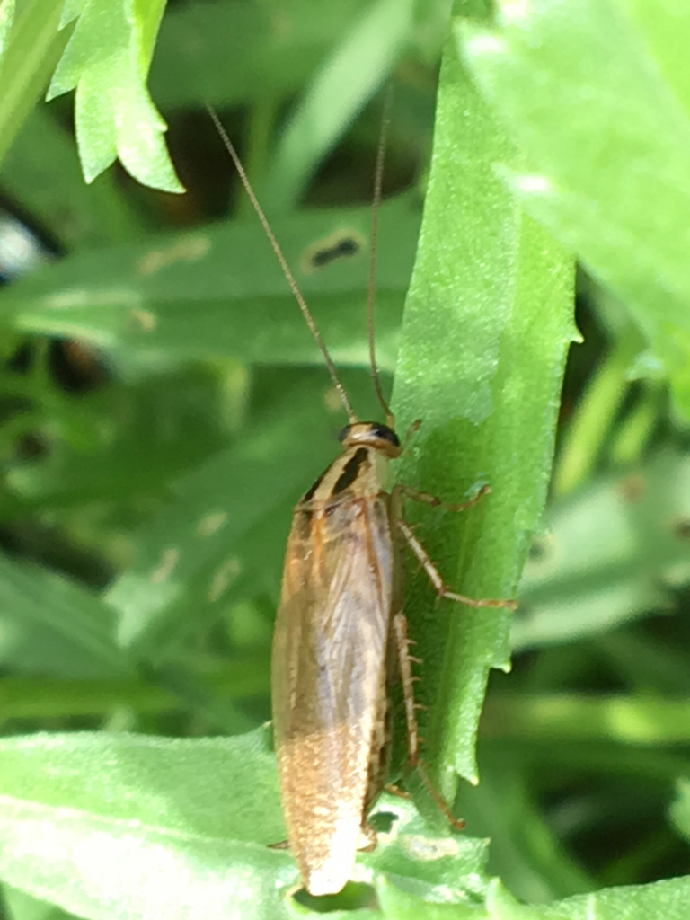 Asian Cockroach (Blattodea (cockroaches and termites) of the British ...