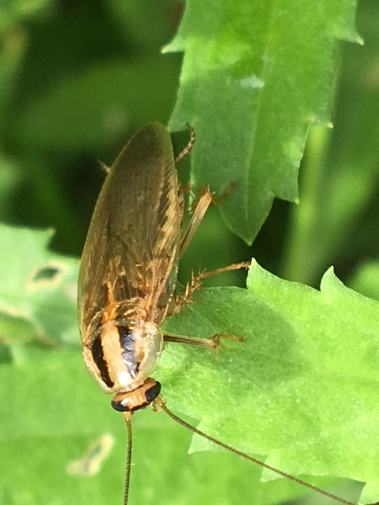 Asian Cockroach (Blattodea (cockroaches and termites) of the British ...