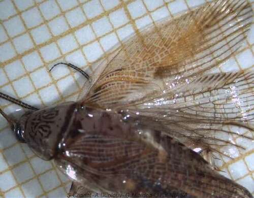 Small-spotted Cockroach (Blattodea (cockroaches and termites) of the ...