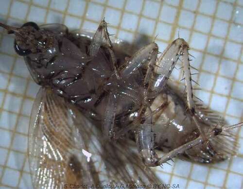 Small-spotted Cockroach (Blattodea (cockroaches and termites) of the ...