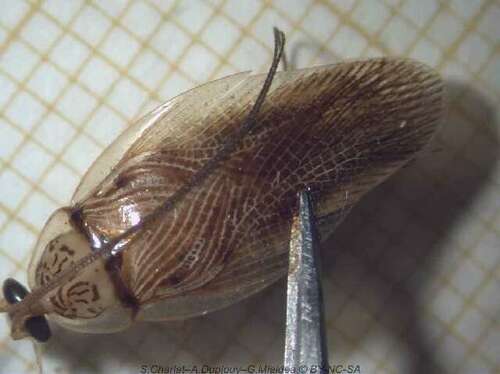 Small-spotted Cockroach (Blattodea (cockroaches and termites) of the ...