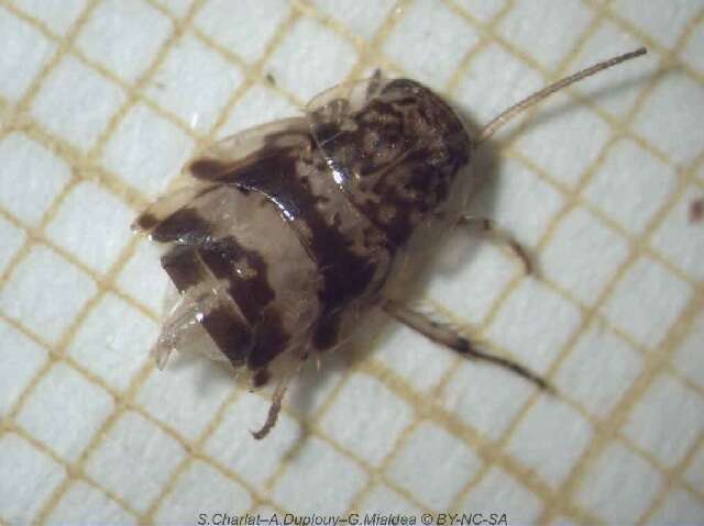 Small-spotted Cockroach (Blattodea (cockroaches and termites) of the ...