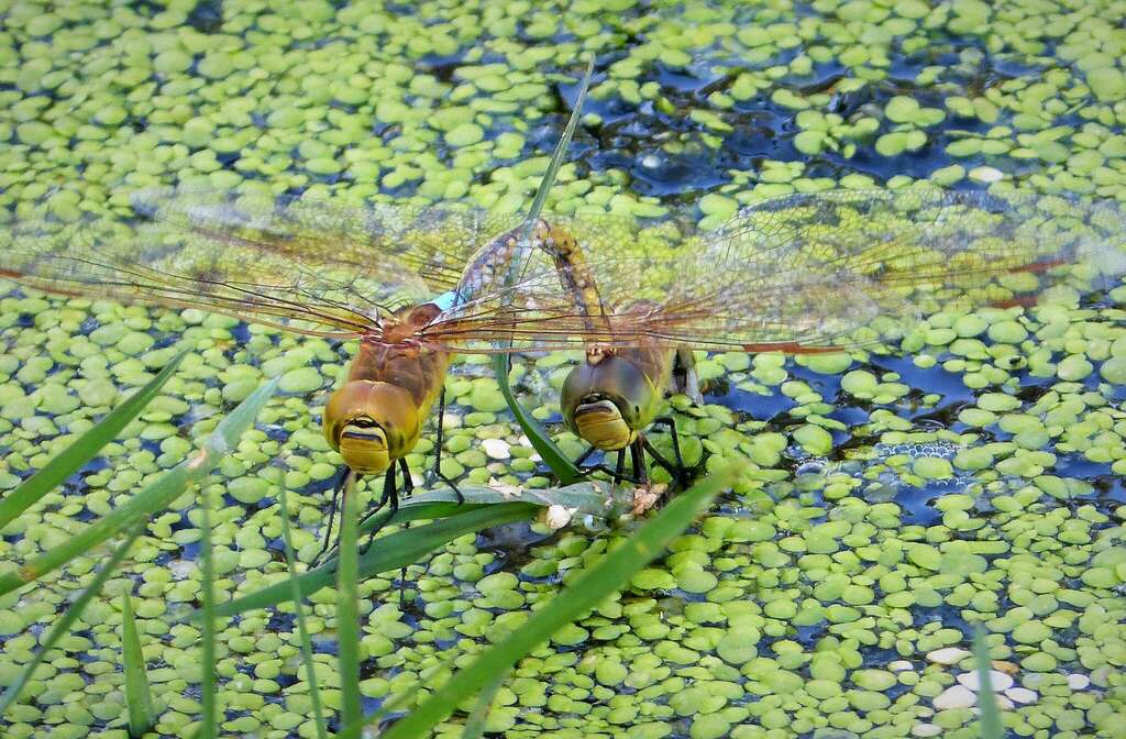 Hemianax ephippiger (Odonata (dragonflies and damselflies) of the ...
