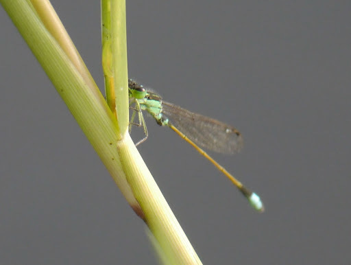 Common Bluetail (Odonata (dragonflies and damselflies) of the British ...
