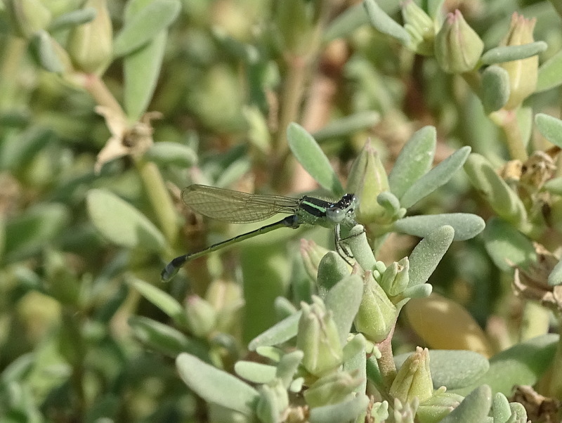 Common Bluetail (Odonata (dragonflies and damselflies) of the British ...